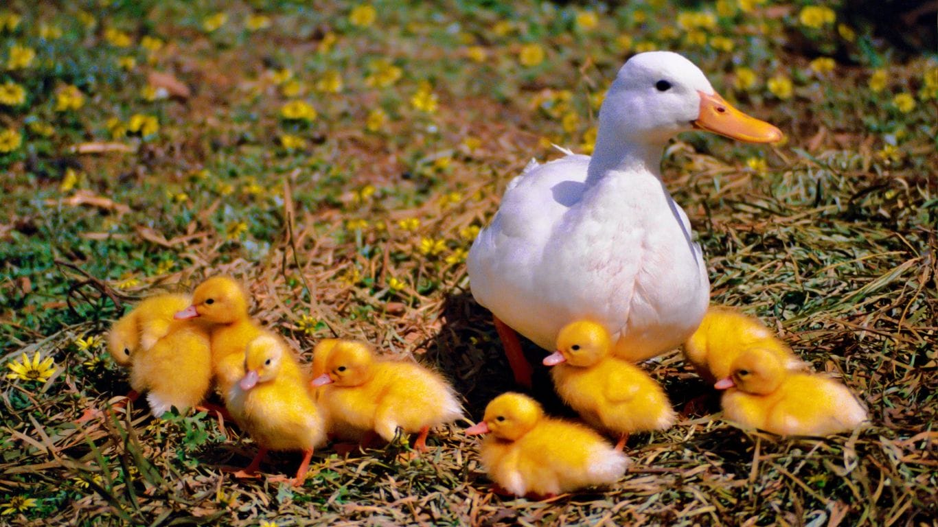 21 Dreams About Duck: Symbols, Meanings, And Interpretations