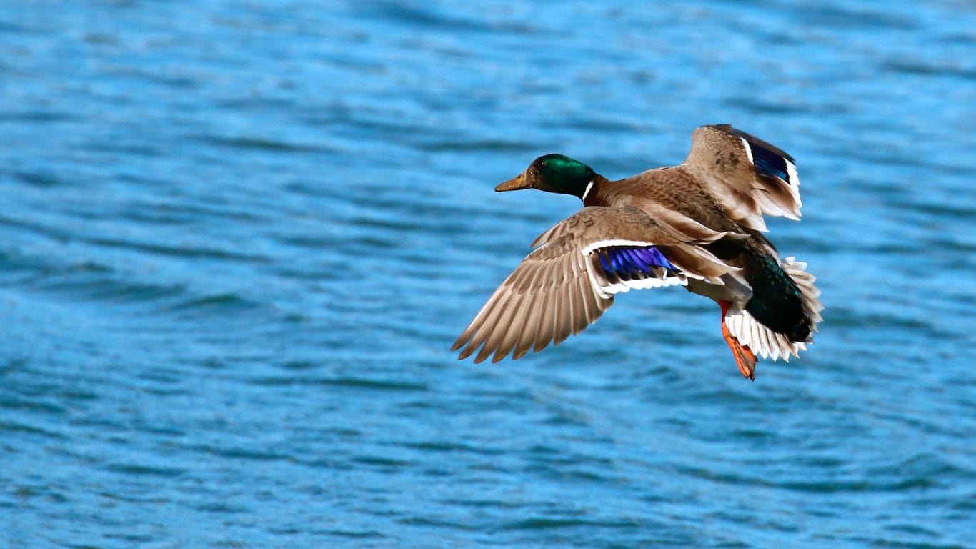 21 Dreams About Duck: Symbols, Meanings, And Interpretations